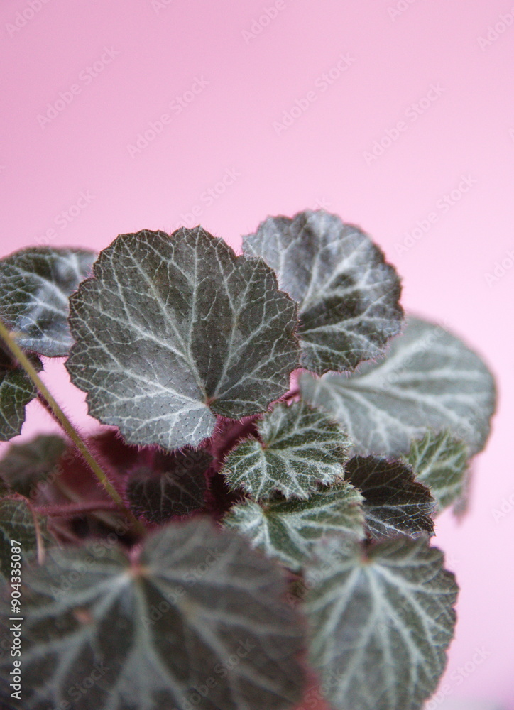 Saxifraga stolonifera is a perennial flowering plant, creeping ...