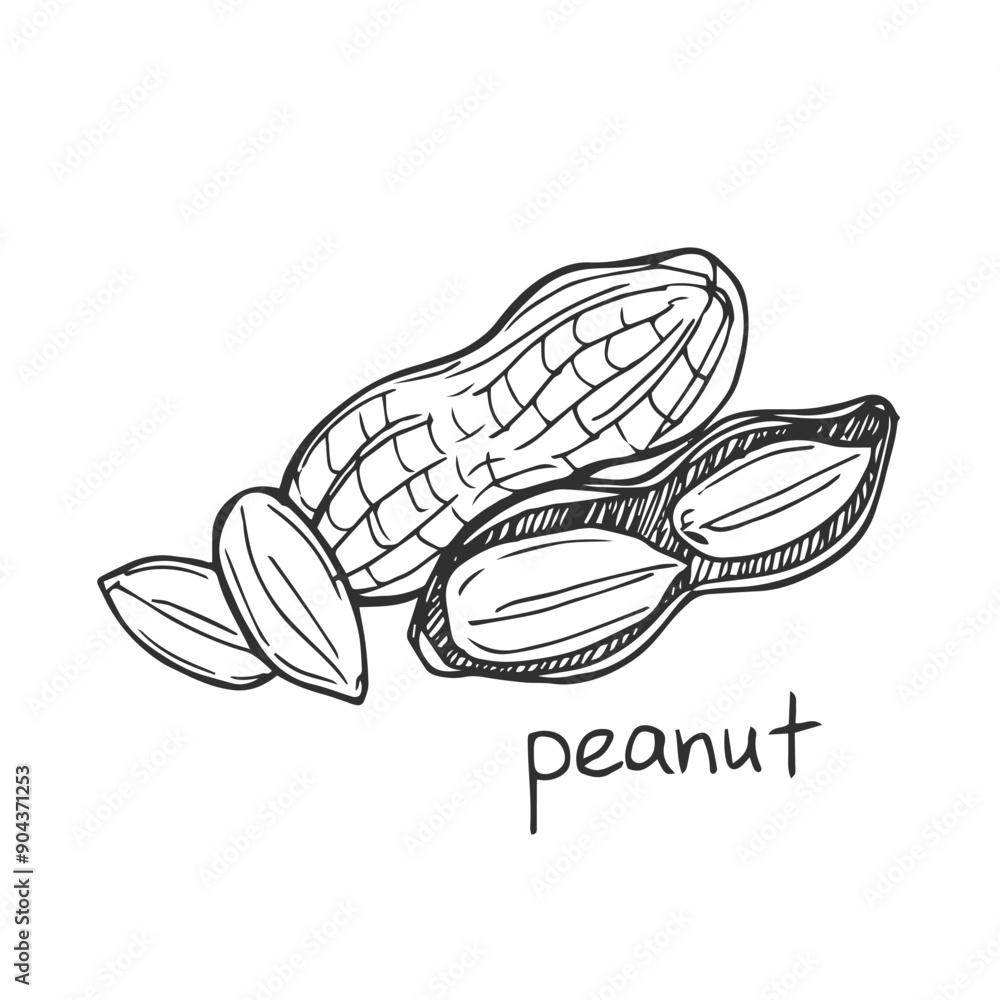 peanut outline illustration. hand drawn peanut sketch. peanut black and ...