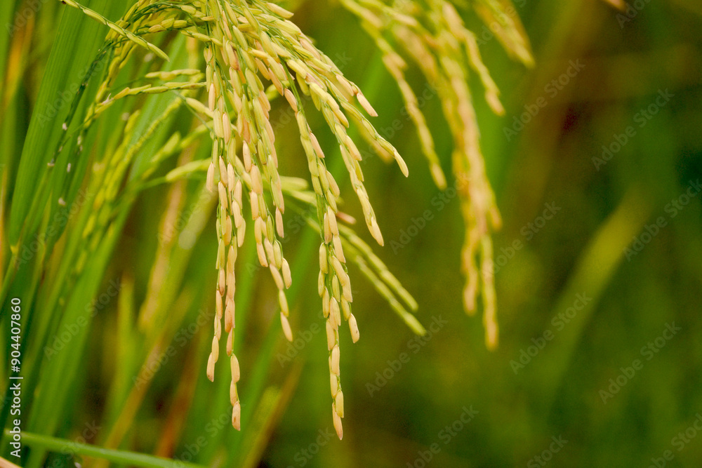 Beautiful golden rice field, yellow ripe rice ears ready for harvest ...