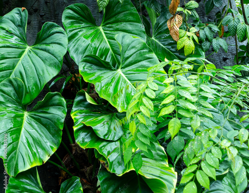 Philodendron giganteum, a species of plant in the Araceae family, found ...