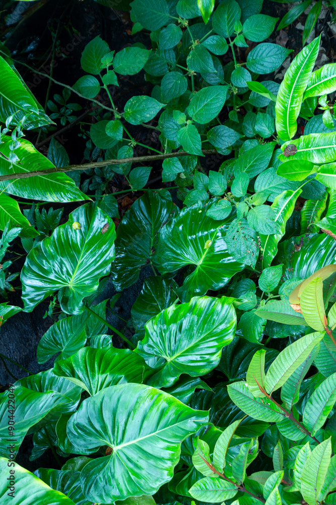 Philodendron giganteum, a species of plant in the Araceae family, found ...