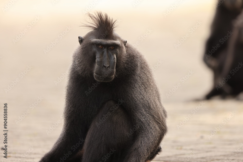 The Celebes crested macaque (Macaca nigra), also known as the crested black macaque, Sulawesi ...