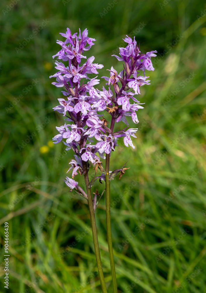Dactylorhiza maculata subsp. fuchsii also known as the common spotted ... Dactylorhiza maculata subsp. fuchsii also known as the common spotted ...