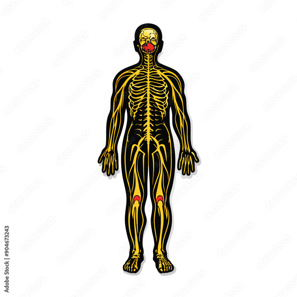 Create a vector diagram of the human nervous system, showcasing the ...
