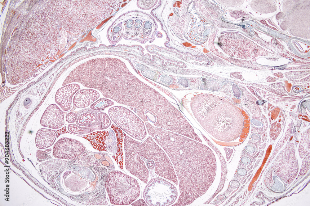 Anatomy and Histological Uterine tube, Uterus, Vagina, Ovary and Testis ...