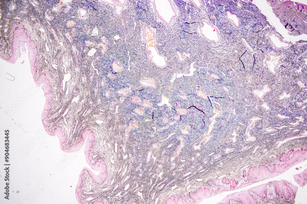 Anatomy and Histological Uterine tube, Uterus, Vagina, Ovary and Testis ...