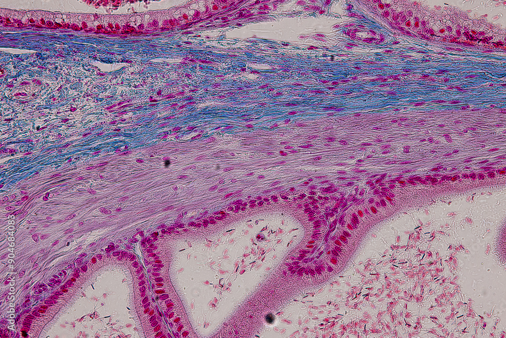 Anatomy and Histological Uterine tube, Uterus, Vagina, Ovary and Testis ...