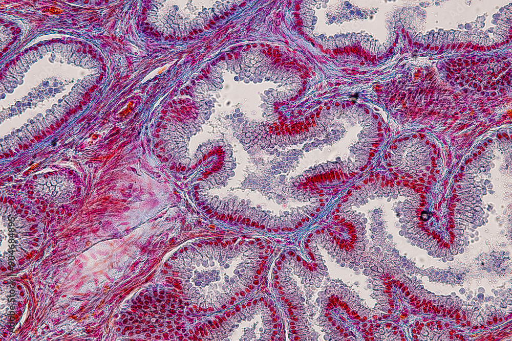 Anatomy and Histological Uterine tube, Uterus, Vagina, Ovary and Testis ...