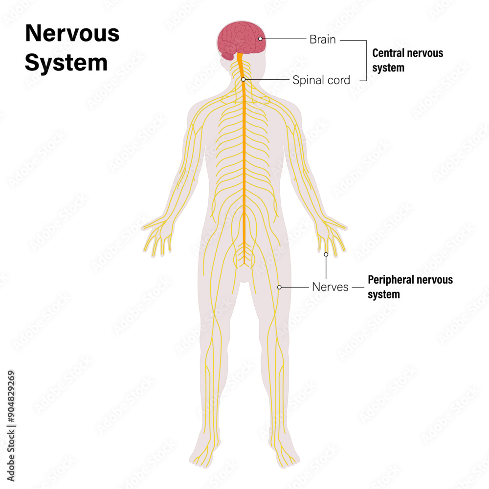 The nervous system vector. Central and Peripheral nervous system. Brain ...