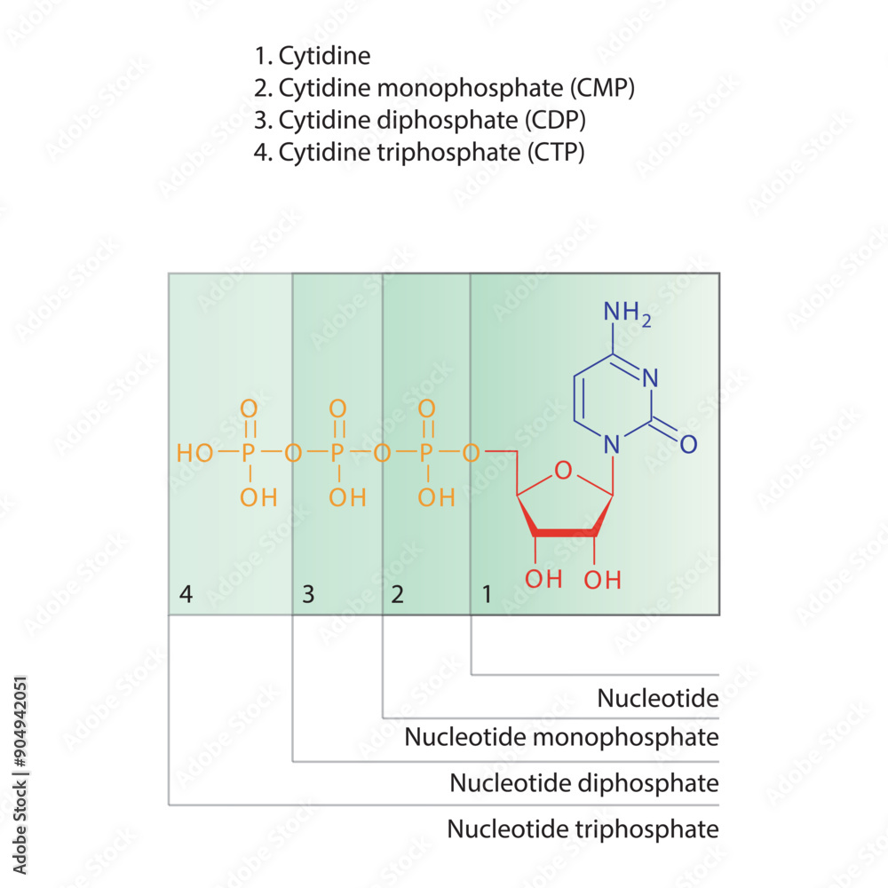 Diagram of nucleotide - Cytidine mono, di and trip phosphate skeletal ...