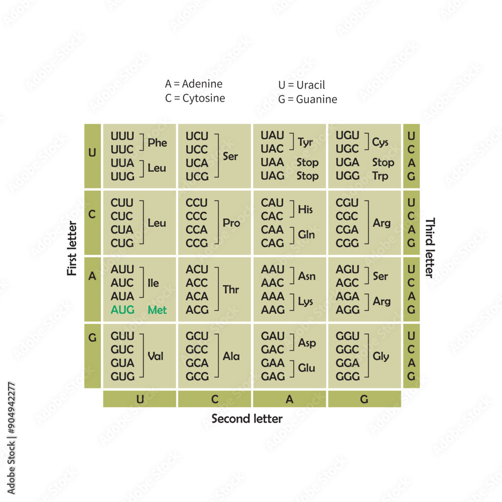 Table of RNA Codons - Genetic biological code of amino acids. Amino ...
