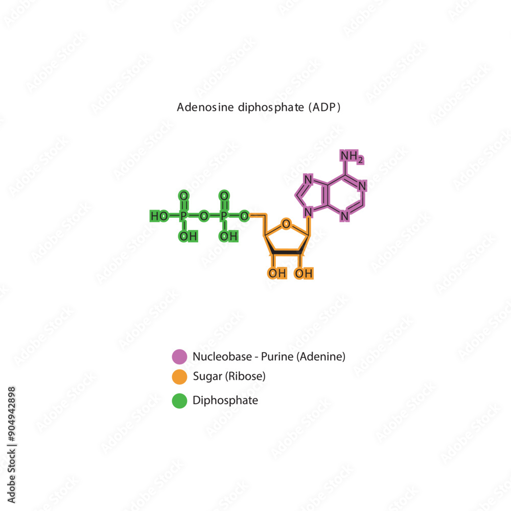 Adenosine diphosphate (ADP) skeletal structure schematic illustration, Nucleoside molecule ...