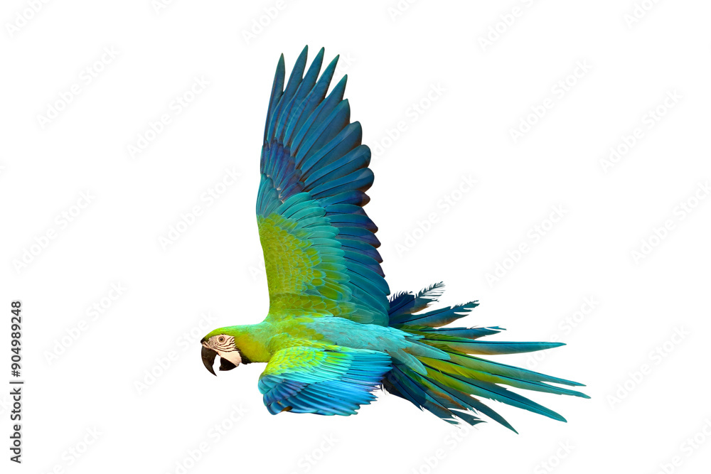 Colorful flying Buff Gold Macaw parrot isolated on transparent ...