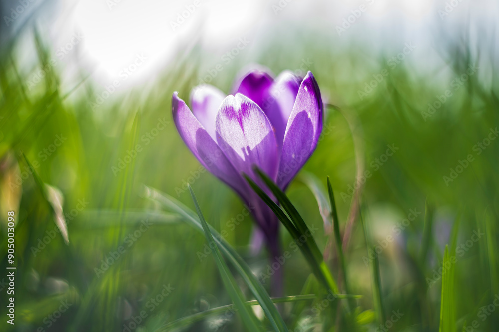 Explosion of colors in the forest. Spring flowers bloom between shadow ...