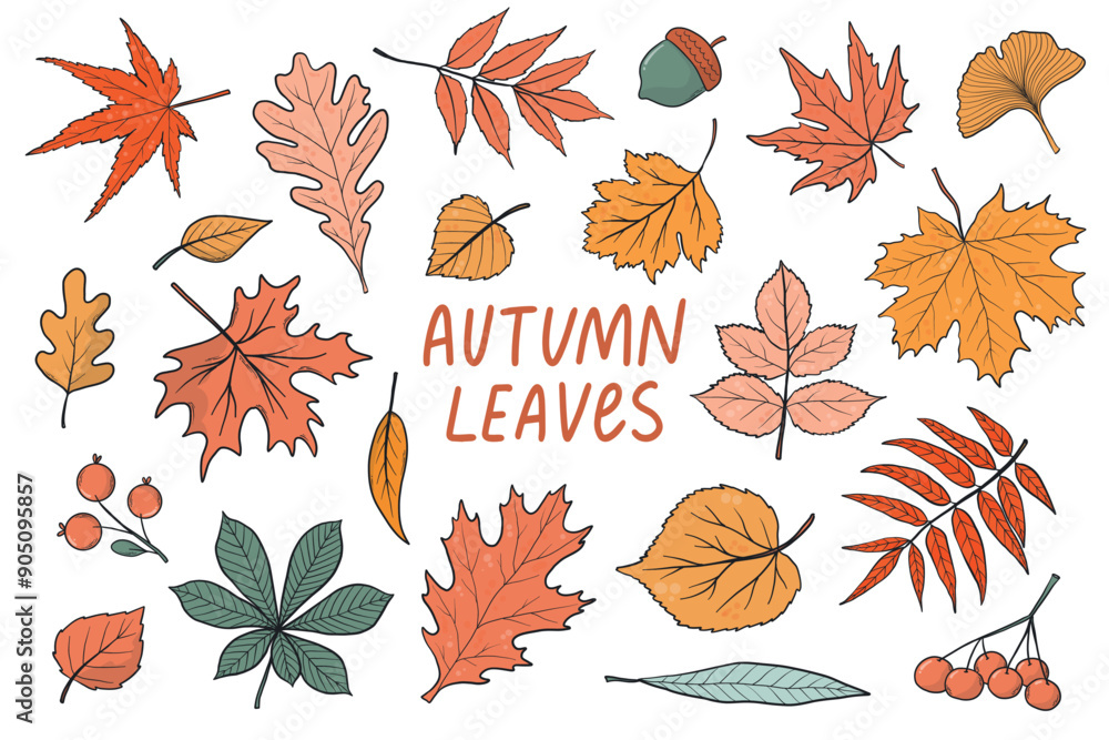 Set of hand drawn autumn leaves isolated on white background. Autumn ...