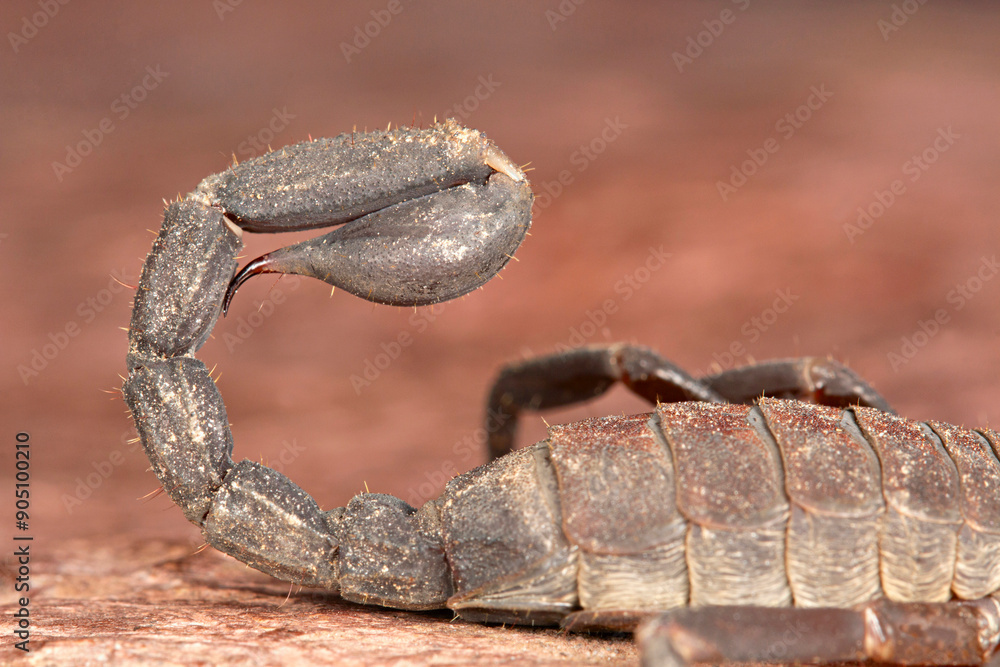 Chaerilus sp. adult female from Reasi, Jammu & Kashmir. This scorpion ...