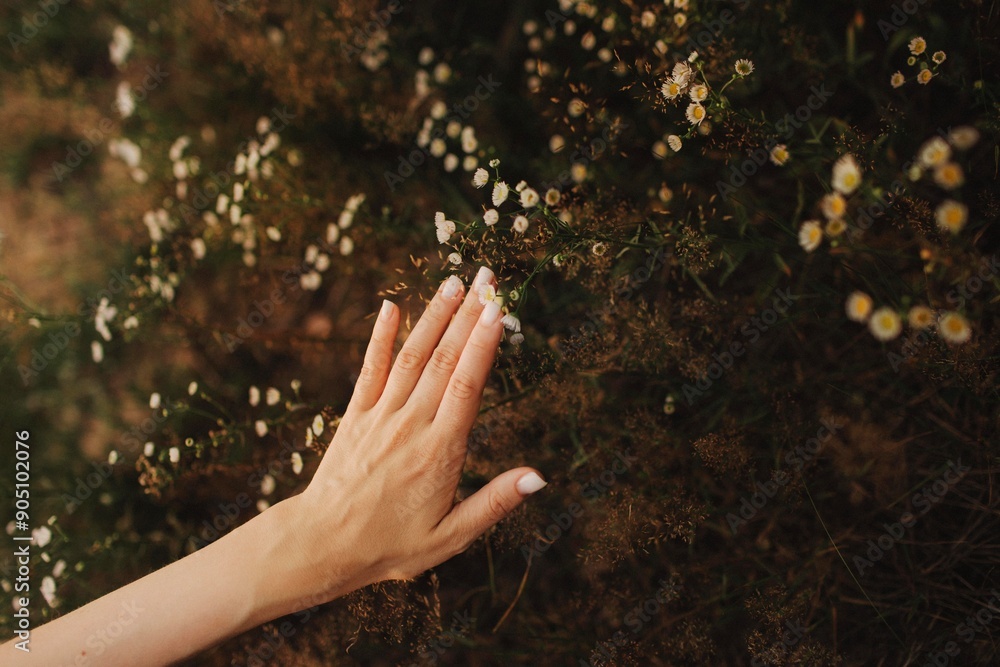 Woman's hand touches wild flowers. Concept of environment and ambient ...
