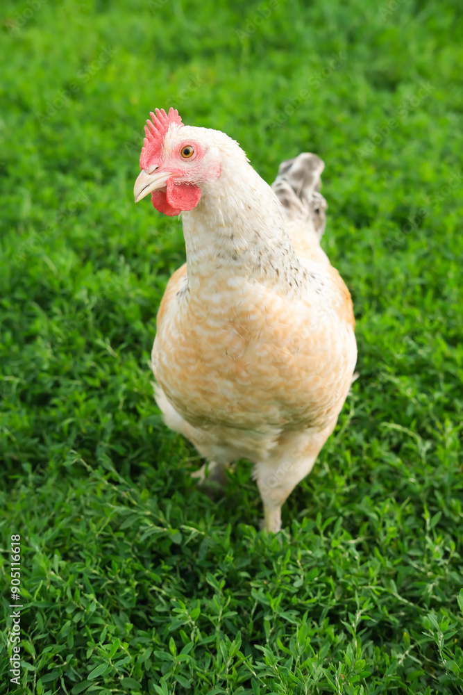 Outdoor portrait of brown hen walking around an agricultural farm. Free ...