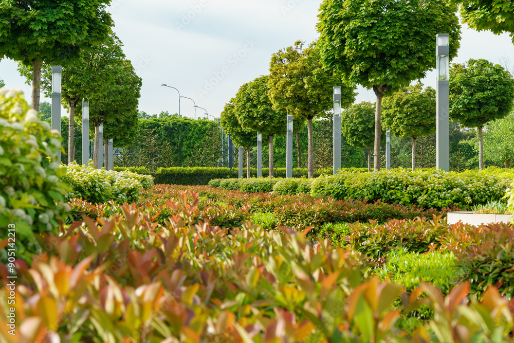 Maple alley of Acer platanoides Globosum with trimmed cherry laurel ...