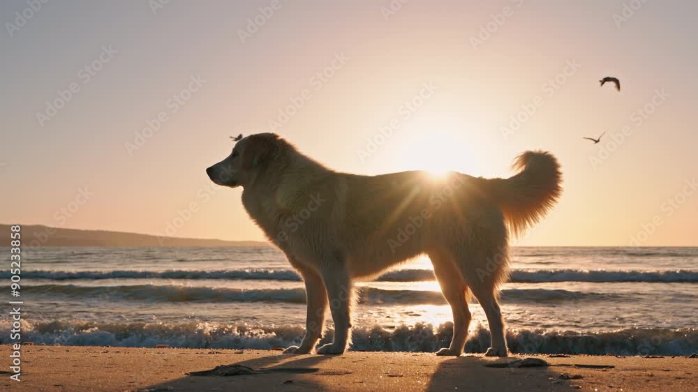 Silhouette joyful homeless dog stands wags its tail on seashore on sand ...