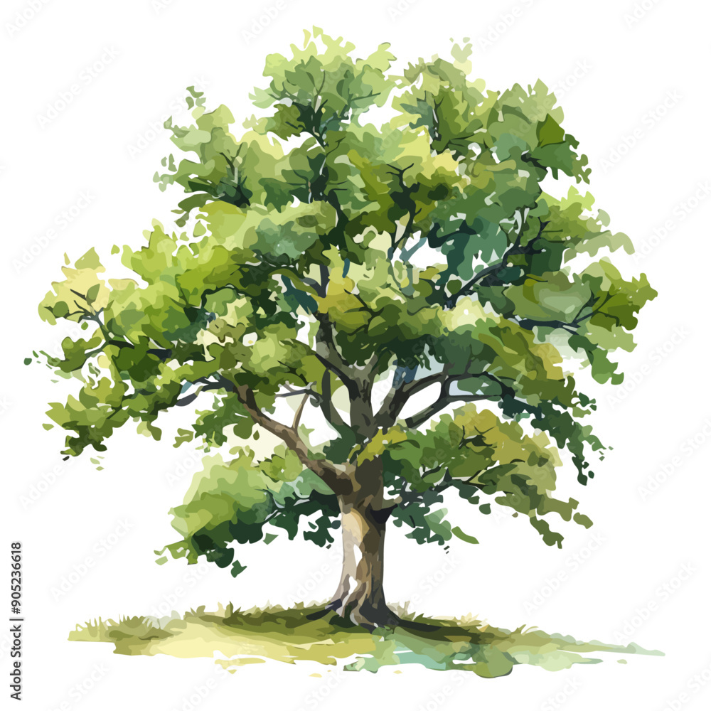 Watercolor vector of sycamore tree, isolated on a white background ...