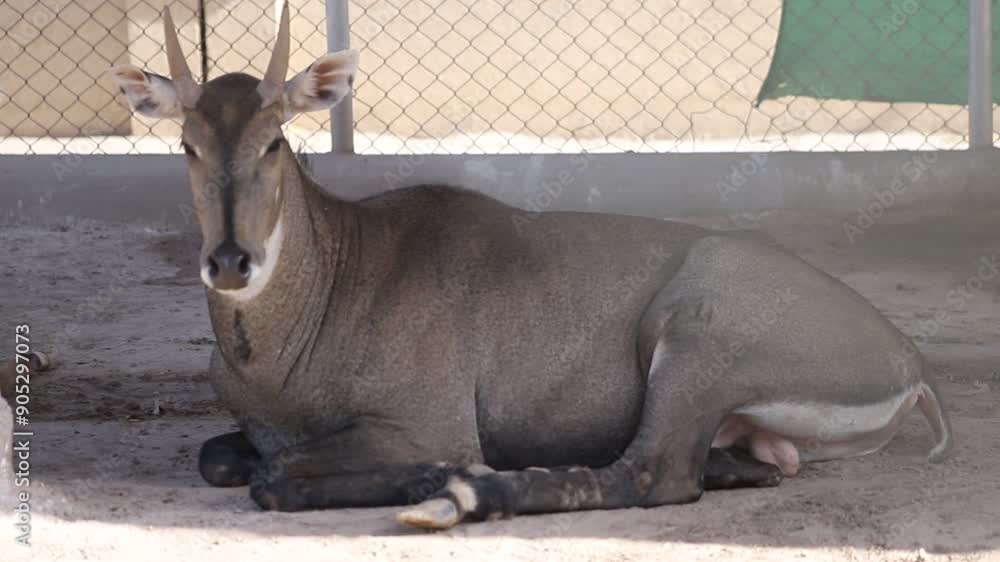 Footage of Nilgai or blue cow. Nilgai looking in the camera. Head of ...