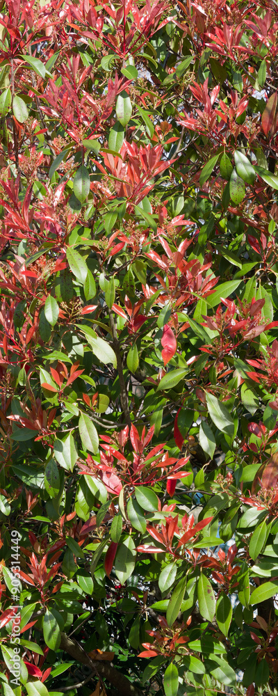 Photinia Fraseri ‘Red Robin’. Photinia shrub cultivar 'Glossy medlar ...
