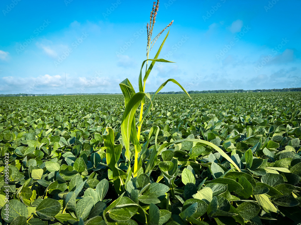 One single corn stalk stands tall in a field of soybeans. Farmer uses ...