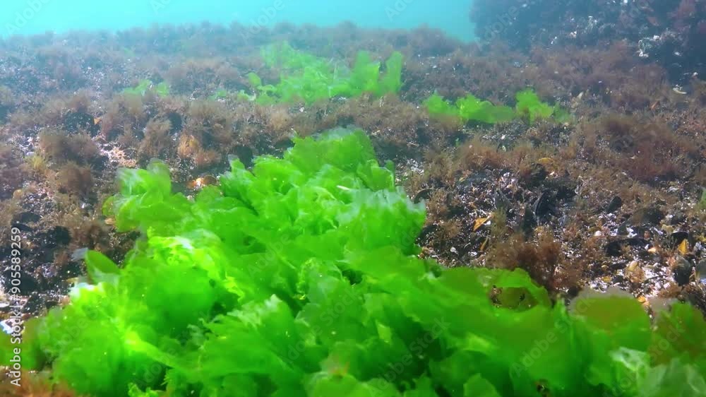 Underwater view of algae in the Black Sea, green algae Ulva and ...