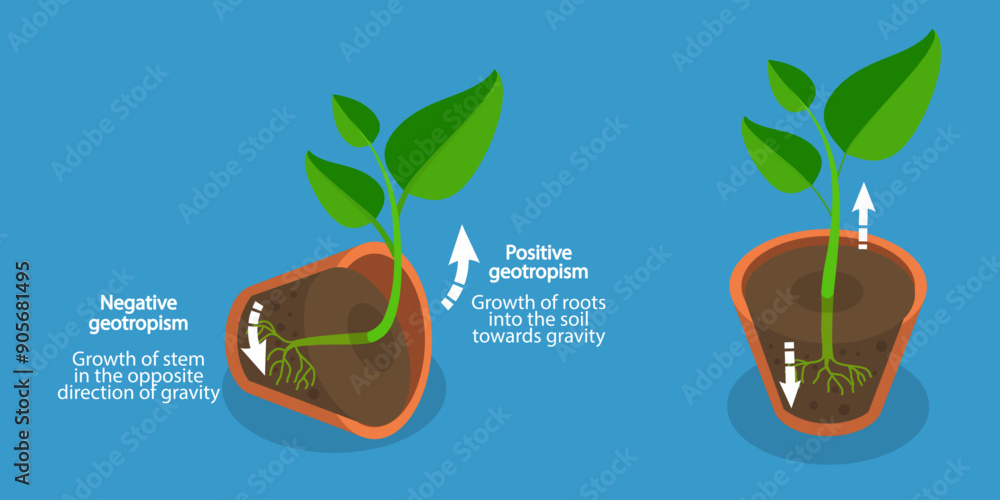 3D Isometric Flat Vector Illustration of Geotropism and Gravitropism In ...
