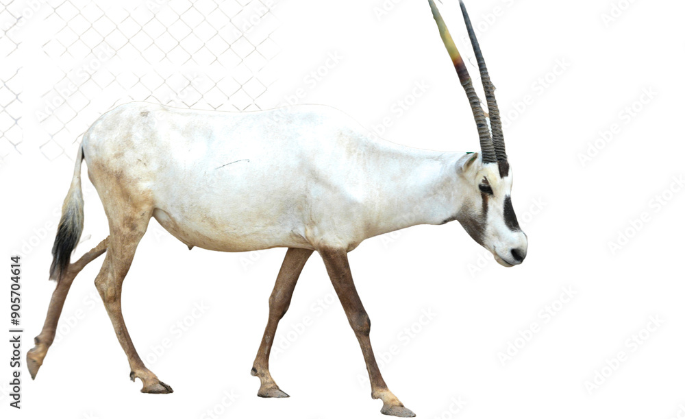 High-Resolution PNG Image of an Arabian Oryx on a Transparent ...