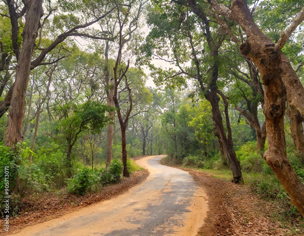 Unexplored path / Road less taken at Nagarhole national park, Karnataka ...