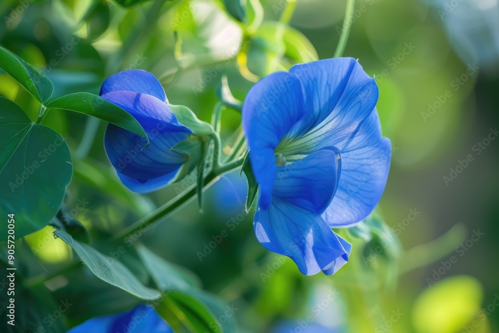Blue Butterfly Pea Flower (Clitoria ternatea) Close-Up. Beautiful ...