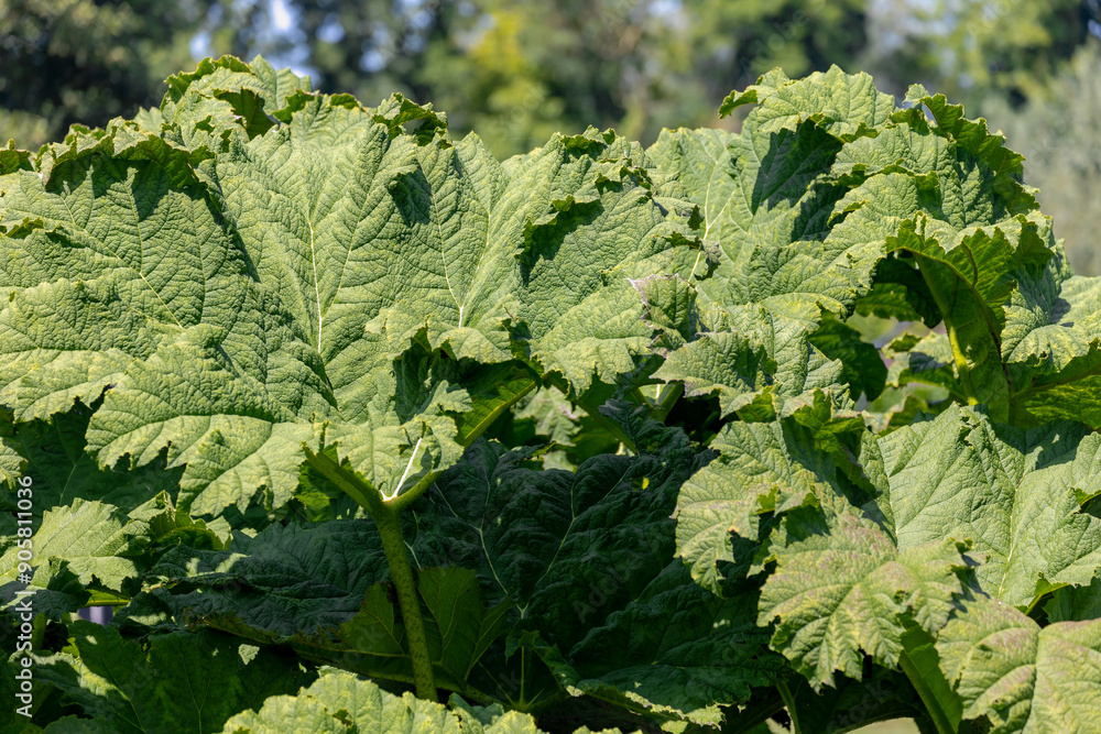 Selective focus giant green leaves of Gunnera tinctoria, Chilean ...