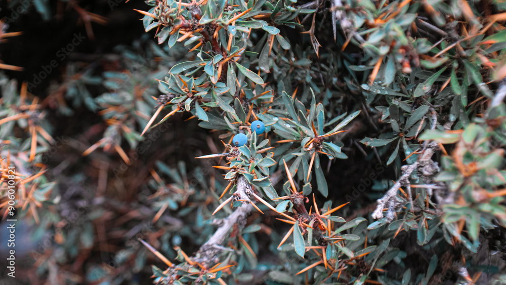 Juniper berries (common juniper) fruit plant in montane forest with ...