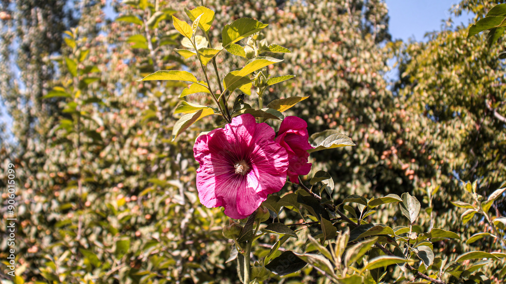 Pink Hollyhock (Alcea rosea) flower plant blooming in the bright ...