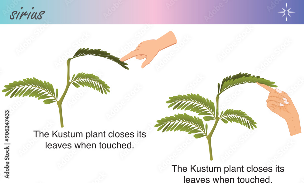 Seismonastic movement in plants. The leaflets of the Mimosa pudica ...