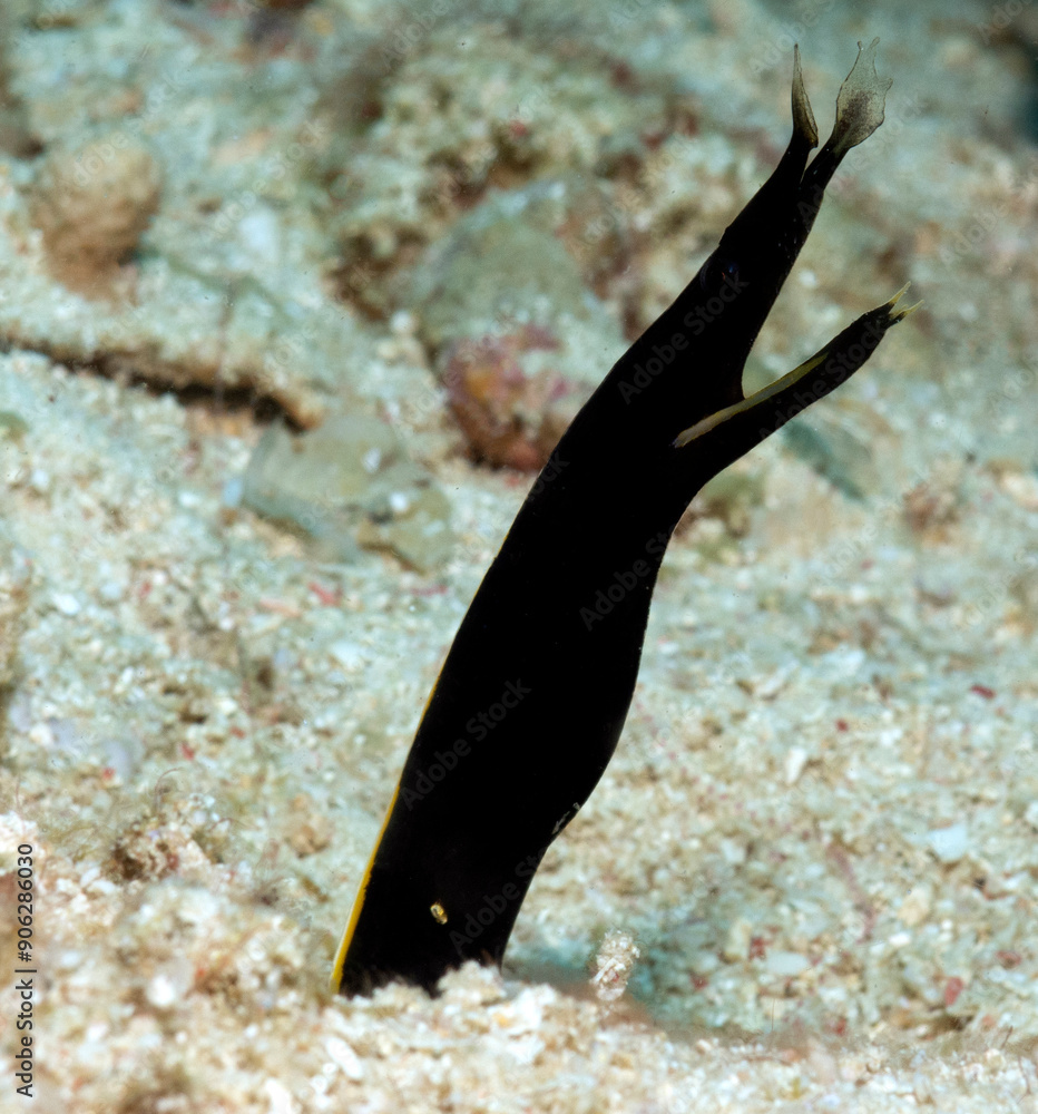 A Ribbon Eel also known as a Leaf-nosed moray Eel Boracay Island ...
