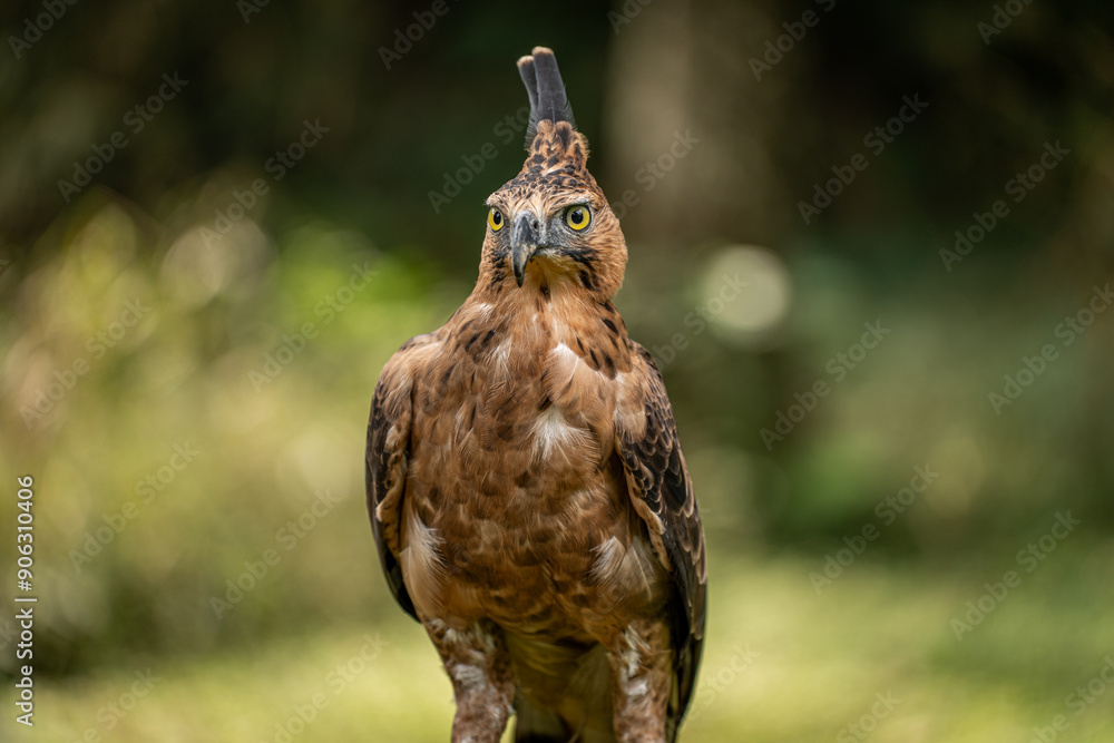 Portrait of a Javan Hawk Eagle , Indonesian National bird, Threatened ...