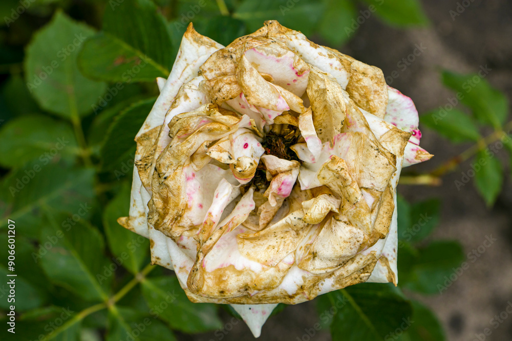 Poster White rose flower affected by fungal infection - botrytis ...