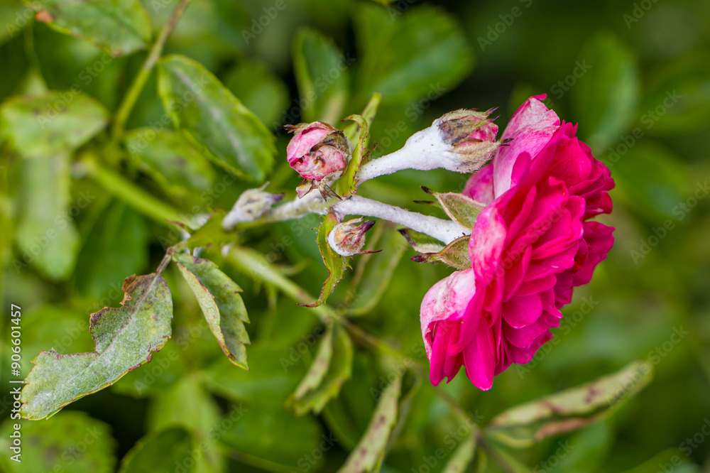 Pink bush roses are covered with powdery mildew. White powdery mildew ...