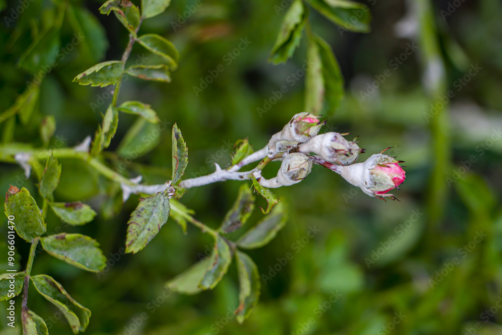Pink bush roses are covered with powdery mildew. White powdery mildew ...
