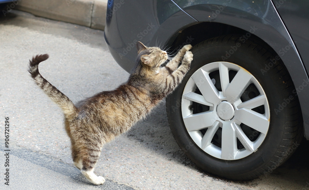 Standing on its hind legs, a gray striped cat sharpens its claws on the ...