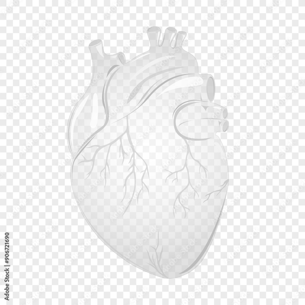 Transparent human heart. The heart with the venous system,for anatomy ...