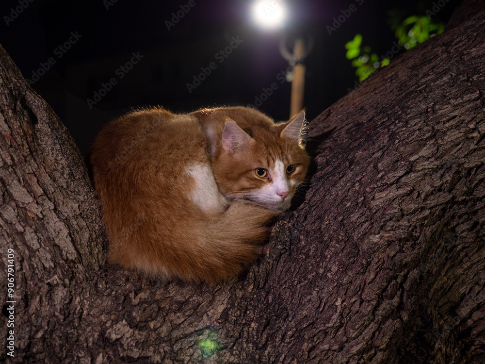 Non-pedigree tabby bright red colored gorgeous cat curl up in a ball ...
