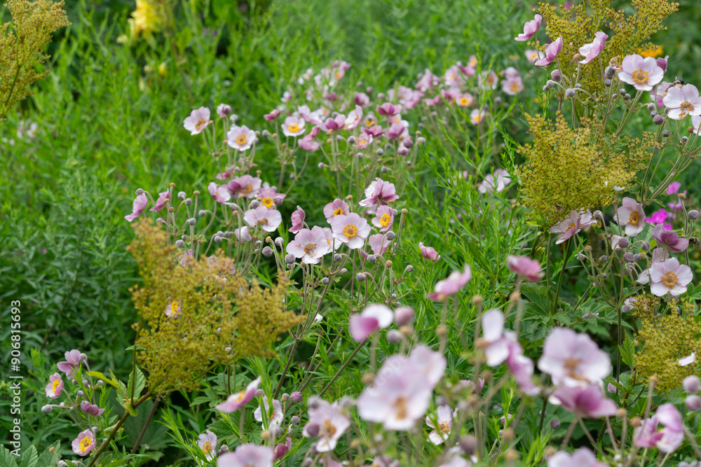 field of japanese anemone (Anemone hupehensis) with astilbe flower seed ...