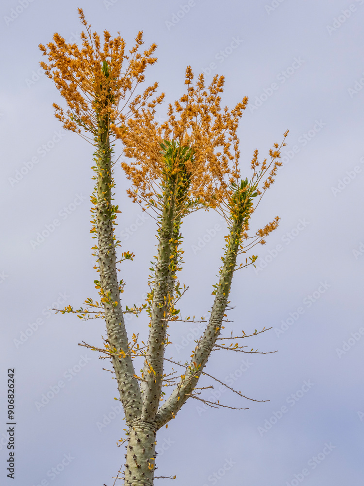 Boojum tree (Fouquieria columnaris), just outside Bahia de los Angeles ...