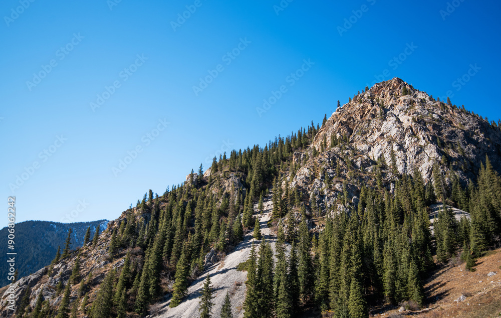 a rugged mountain cliff with a dense of tall, evergreen conifers under ...