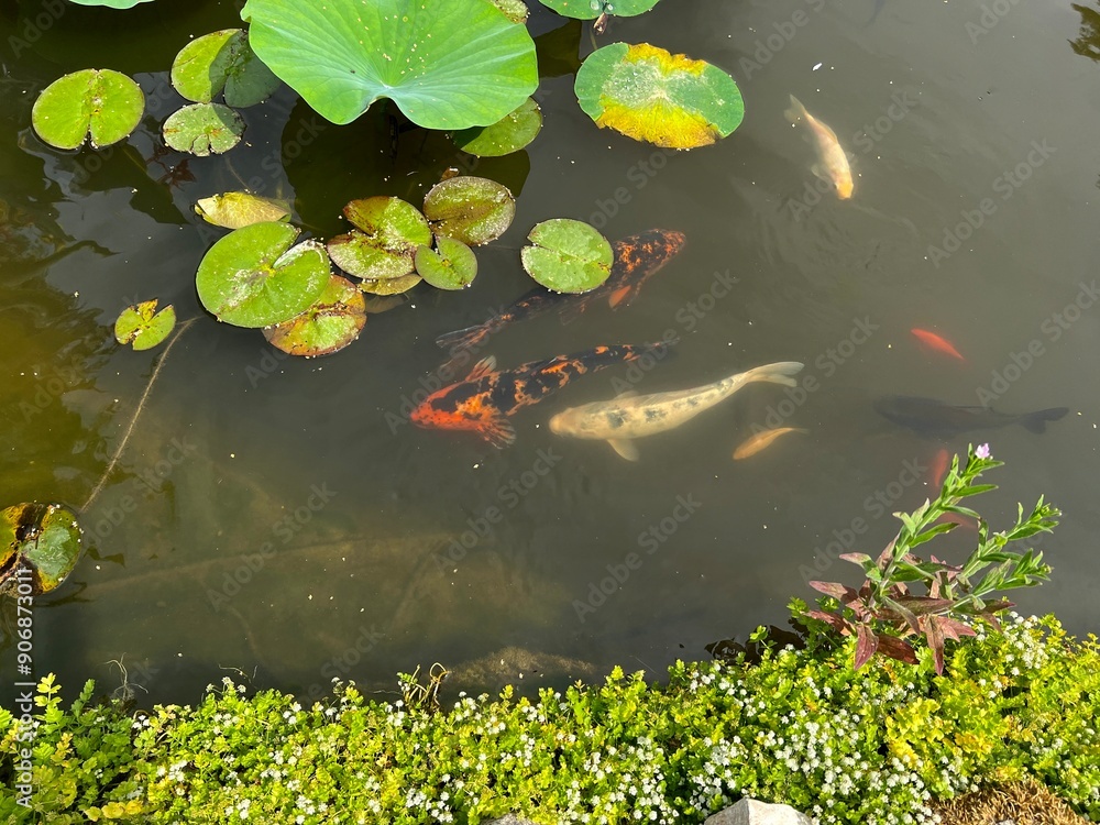 Koi fish swimming in the small pond with lotus flowers and leaves in ...