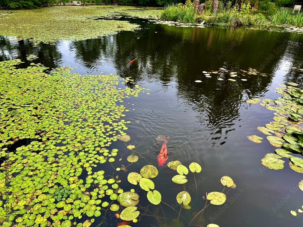 Koi fish swimming in the small pond with lotus flowers and leaves in ...